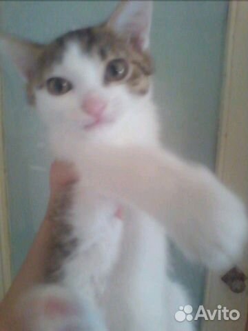 Котик Антошка