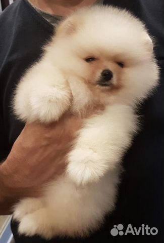 Мишутка Вильсон