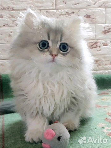 Британский котик длинношерстный