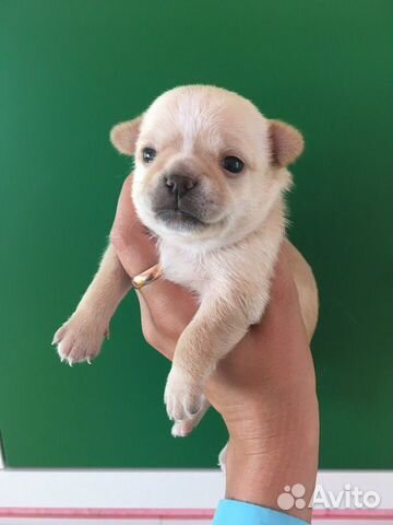 Чихуахуа снежинки