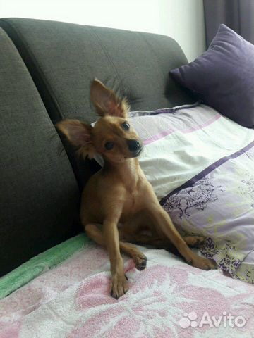 Длиношерстный той-терьер