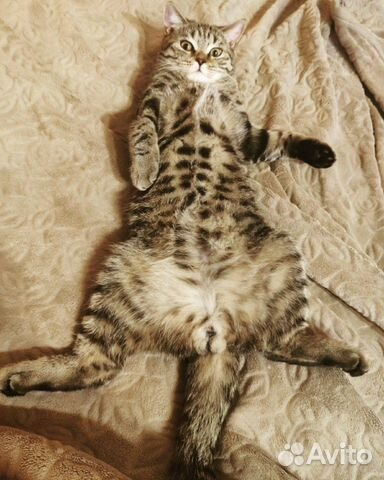 Кот для случки с кошкой (бесплатно, взамен возьму