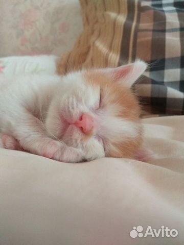 Котёнок с котом на попе в ответственные руки