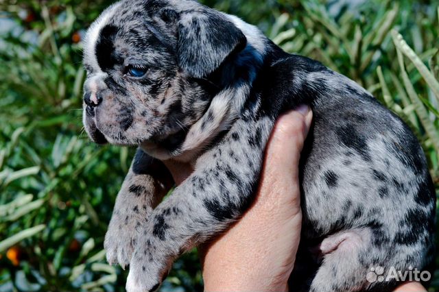 Французский бульдог эксклюзивный мерле