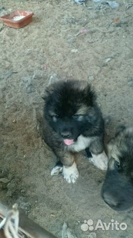 Щенок кавказкой овчарки