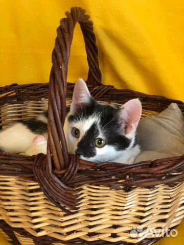 Маленькая девочка Стефи 3 месяца ищет свой дом