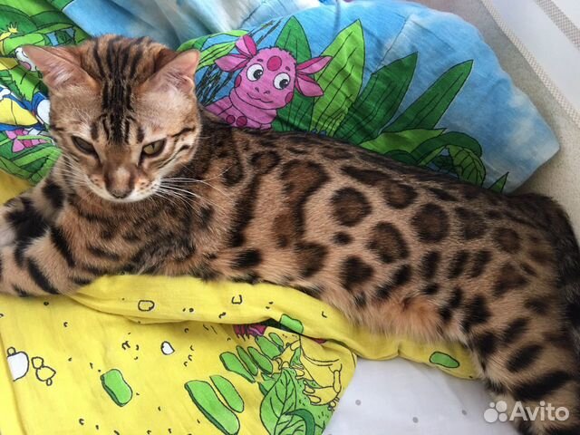 Бенгальская взрослая Кошка 2 года