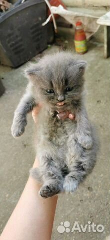 Котенок