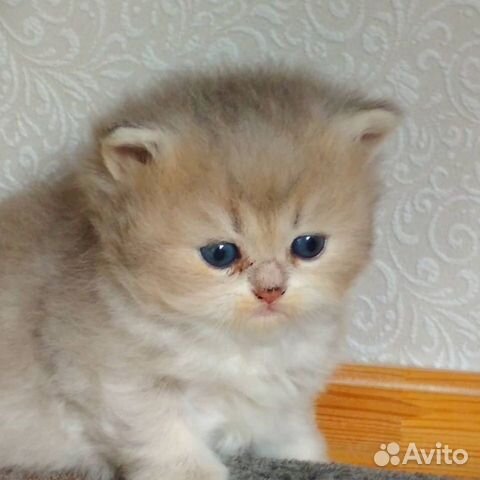 Британские шиншиллы