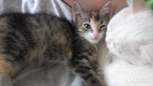 Котенок девочка Шуня