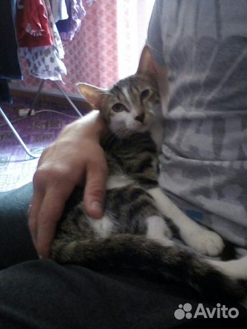 Отдадим Барсика в хорошие руки