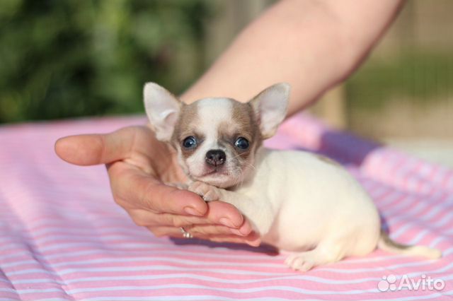 Чихуахуа. Мини-чудеса