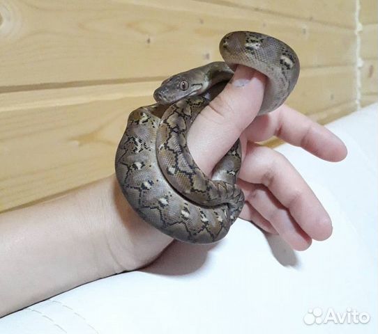 Сетчатый питон (Python reticulatus)