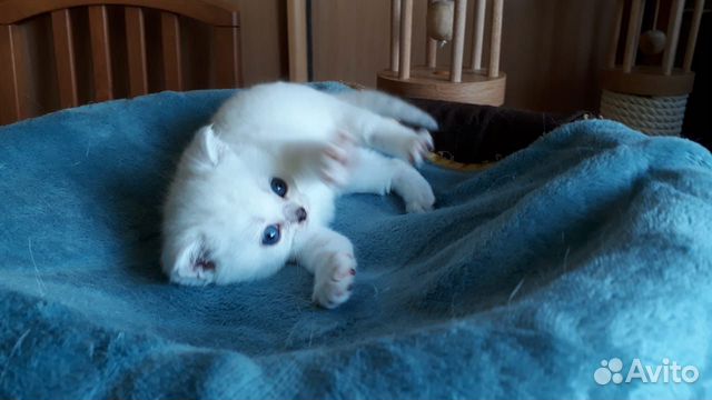 Котёнок британец