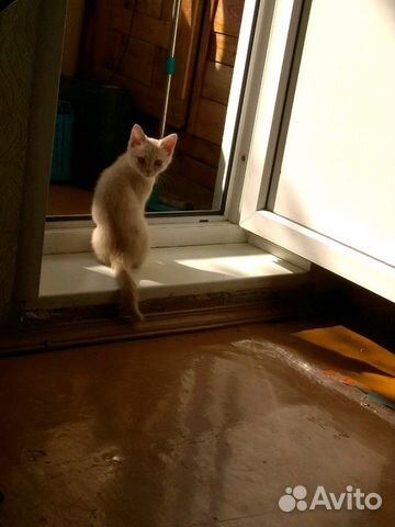 Отдам в хорошие руки