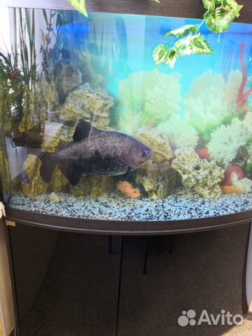 Бесплатно Рыба Паку