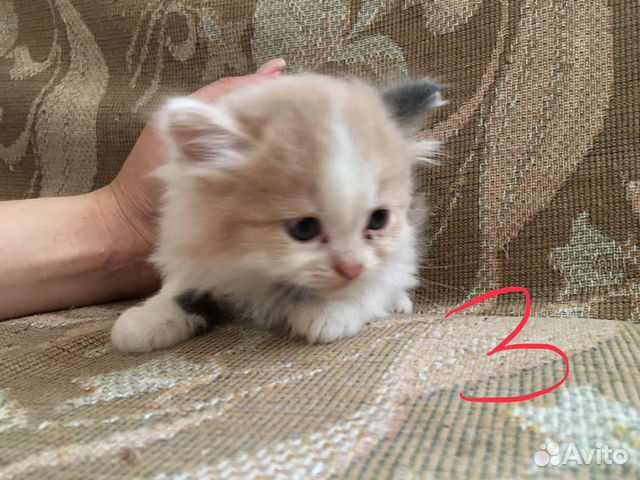 Котёнок в добрые руки, кошечка кот котик