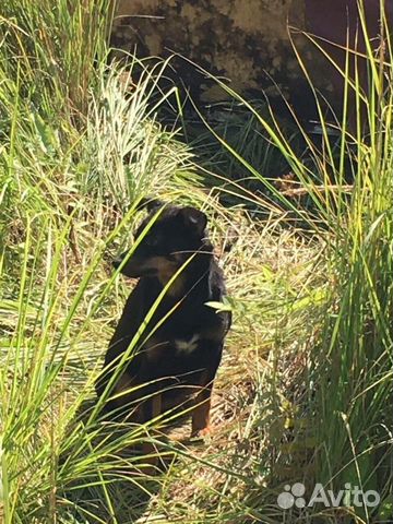 Собака метис пинчера