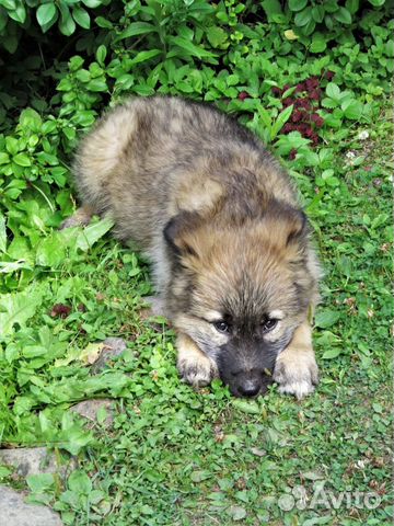 Прекрасные щеночки в поисках дома