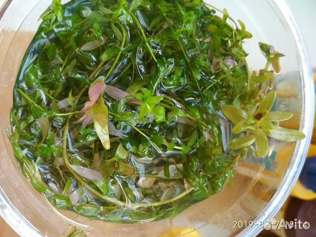 Аквариумная рыбка -красная пецилия