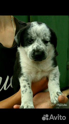 Бесплатно, в добрые руки