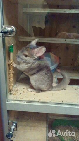 Шиншилла с приданным