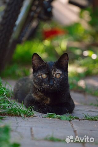 Очень умный котёнок