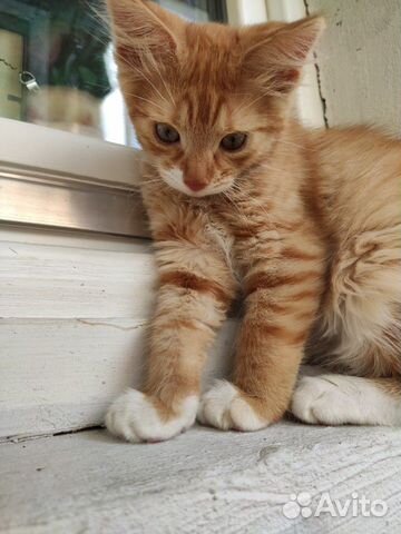 Котик Тимошка