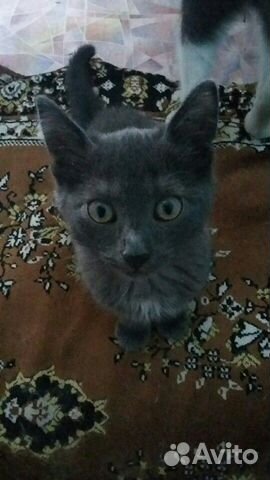 Отдам кошечку в добрые руки