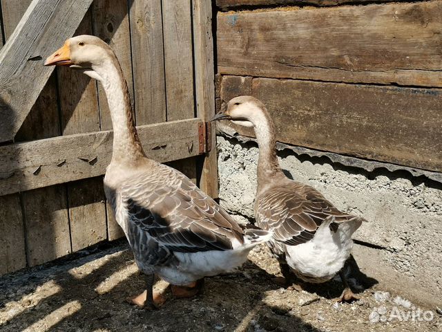 Гуси Холмогорской породы на племя
