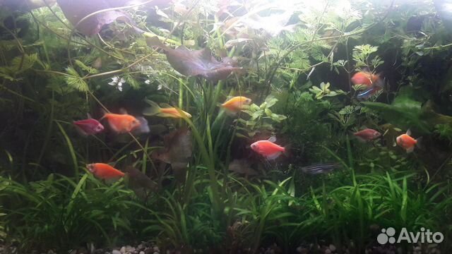 Прополка аквариумных растений