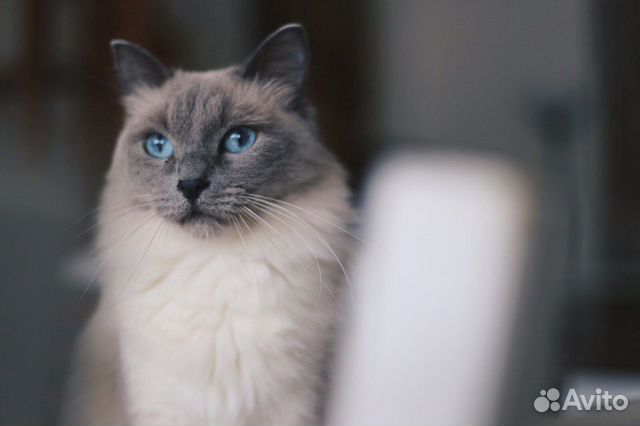 Кошка Фима ищет дом