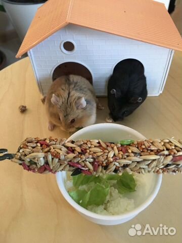 Хомяк Кэмпбелла, чуть больше чем джунгарский