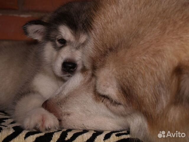 Красно-белые щенки маламуты