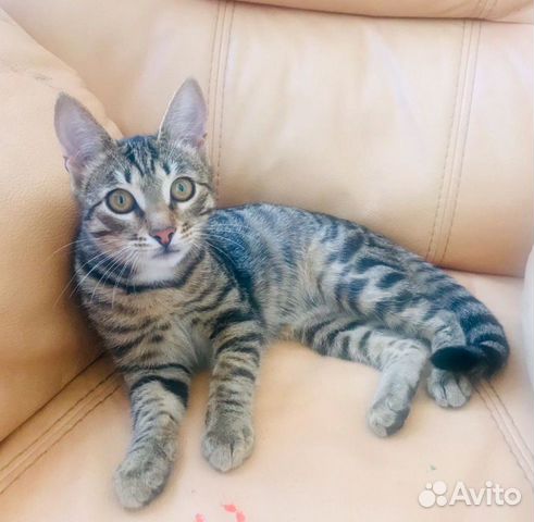 Котик подросток Малыш в добрые руки