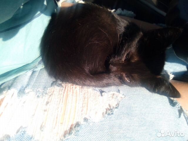 Кошечка пушистик