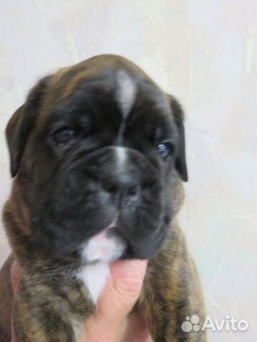 Щенки Боксера