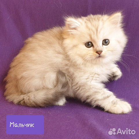 Чистокровные британские котята