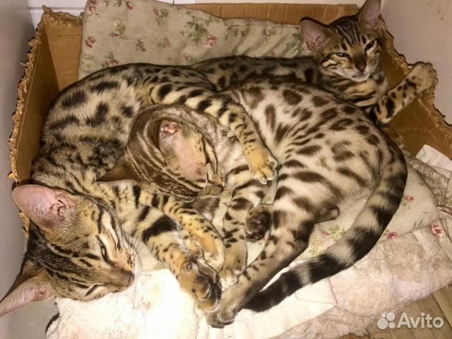 Бенгалы на продажу