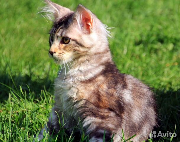 Котята Мейн-кун