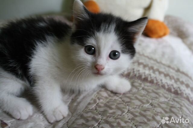 Двухцветная кошечка