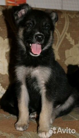 Овчаристые малыши в дар