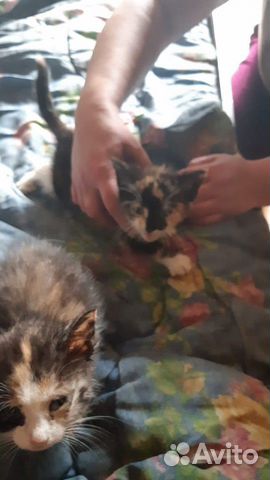 В добрые руки котяка