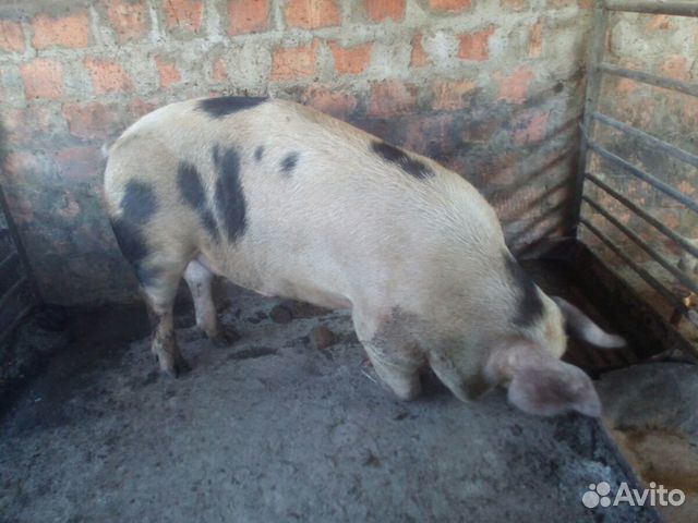 Молодой хряк 9 месяцев вес 120 кг