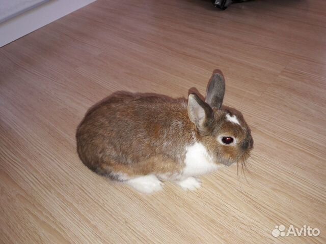 Декоративные кролики отдам бесплатно