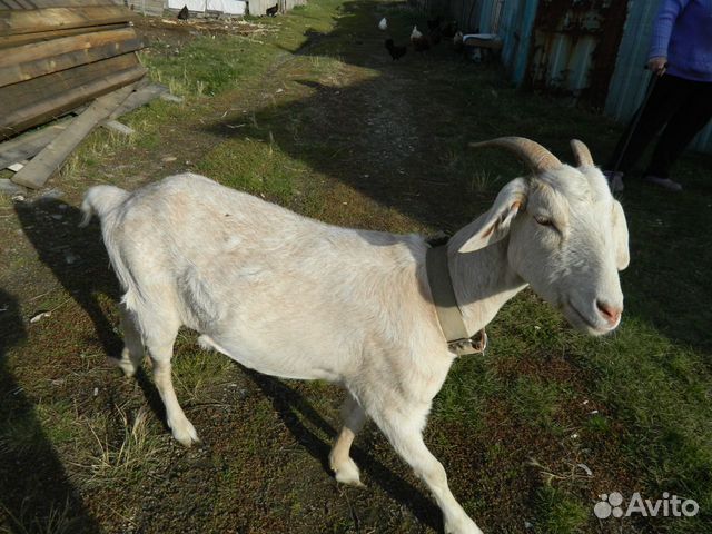 Продам козу