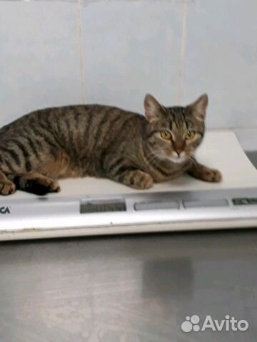 Супер кошечка Мария