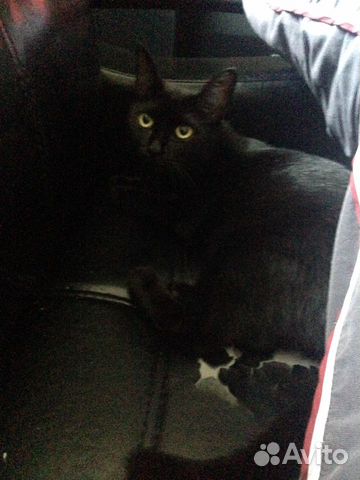 Чёрный котёнок подросток