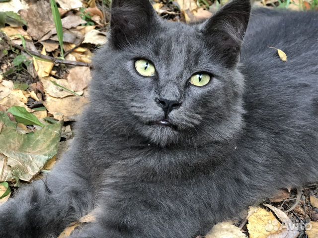 Нибелунг котенок мальчик 4,5 мес