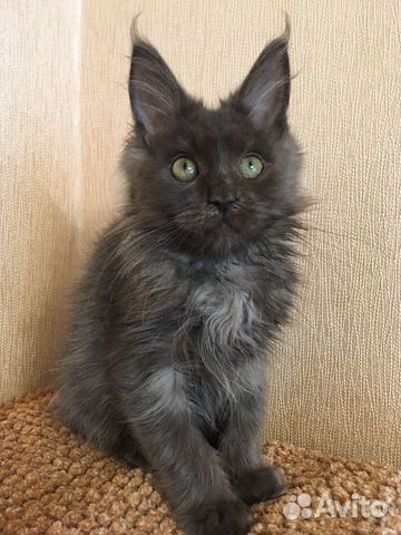 Котик мейнкунчик